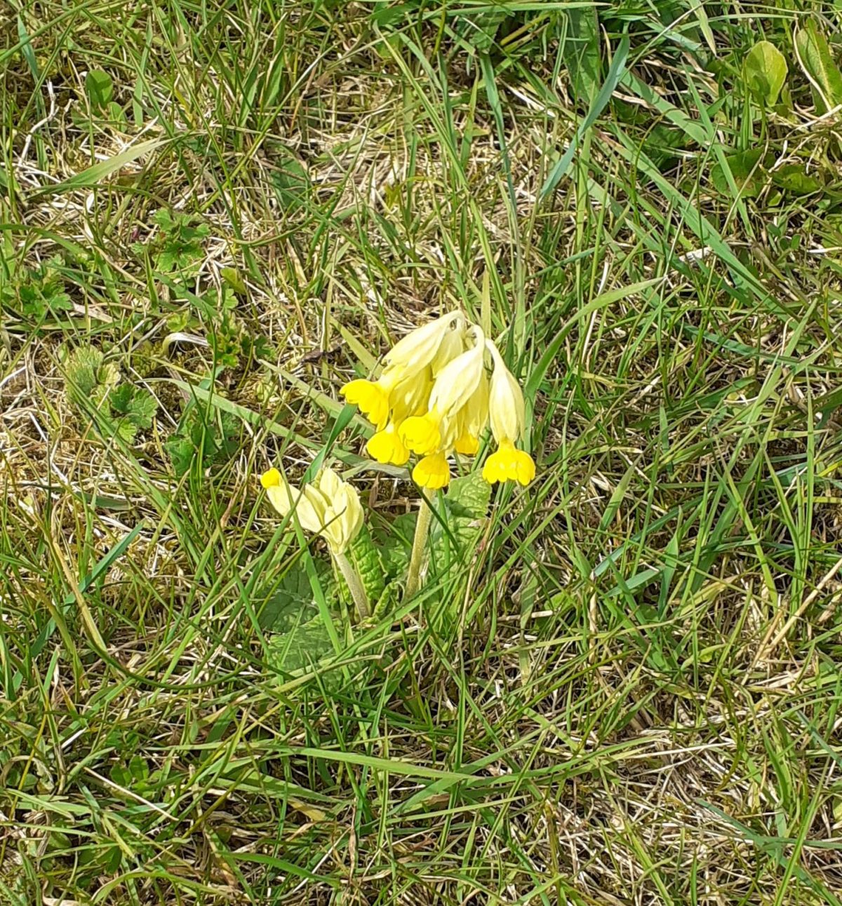Spring on its way! - St Andrew's URC, Chesterfield